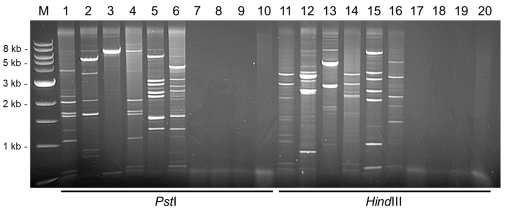 A Sequence-Independent Strategy for Amplification and Characterisation ...