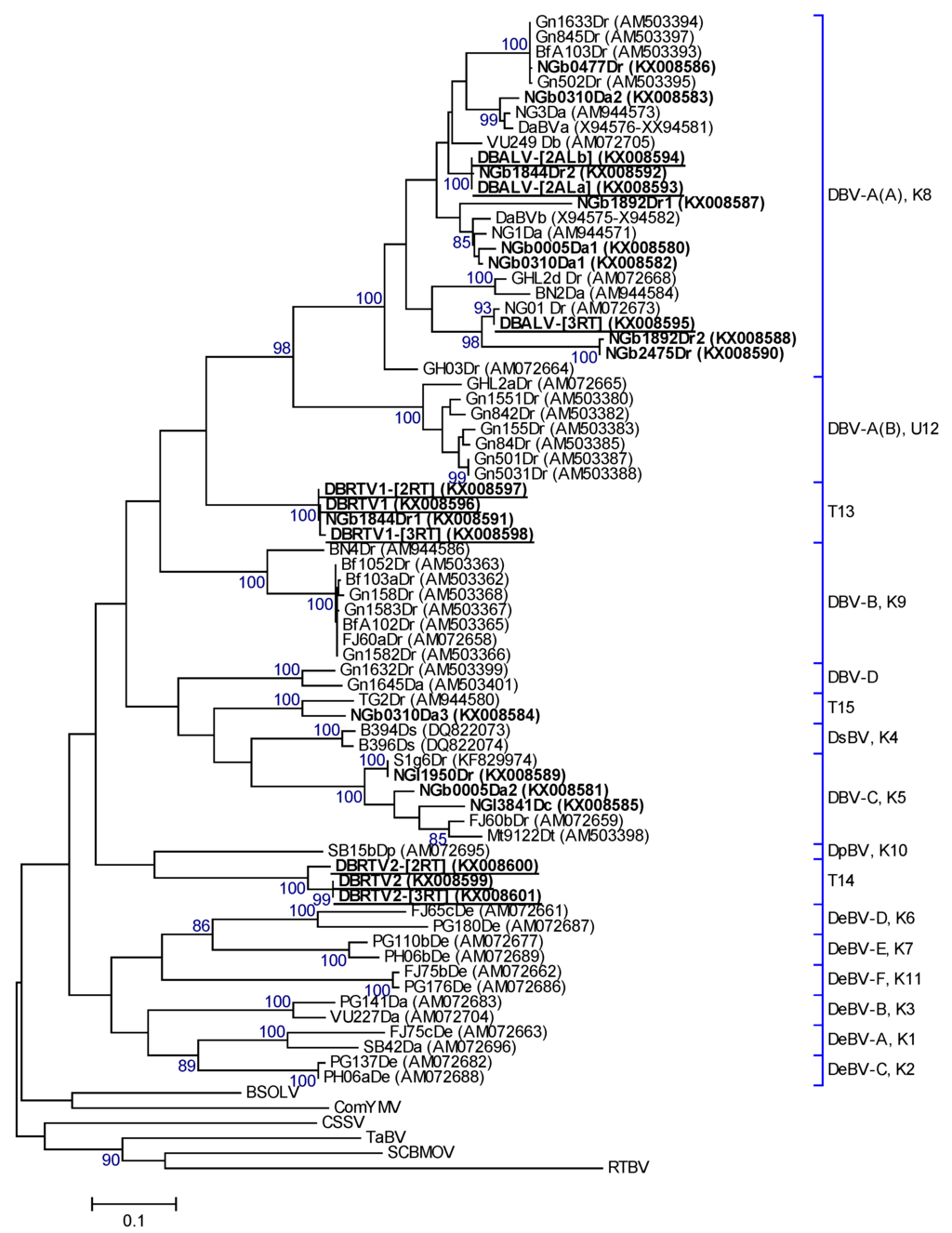 A Sequence-Independent Strategy for Amplification and Characterisation ...