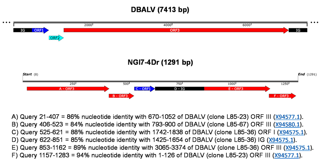 A Sequence-Independent Strategy for Amplification and Characterisation ...