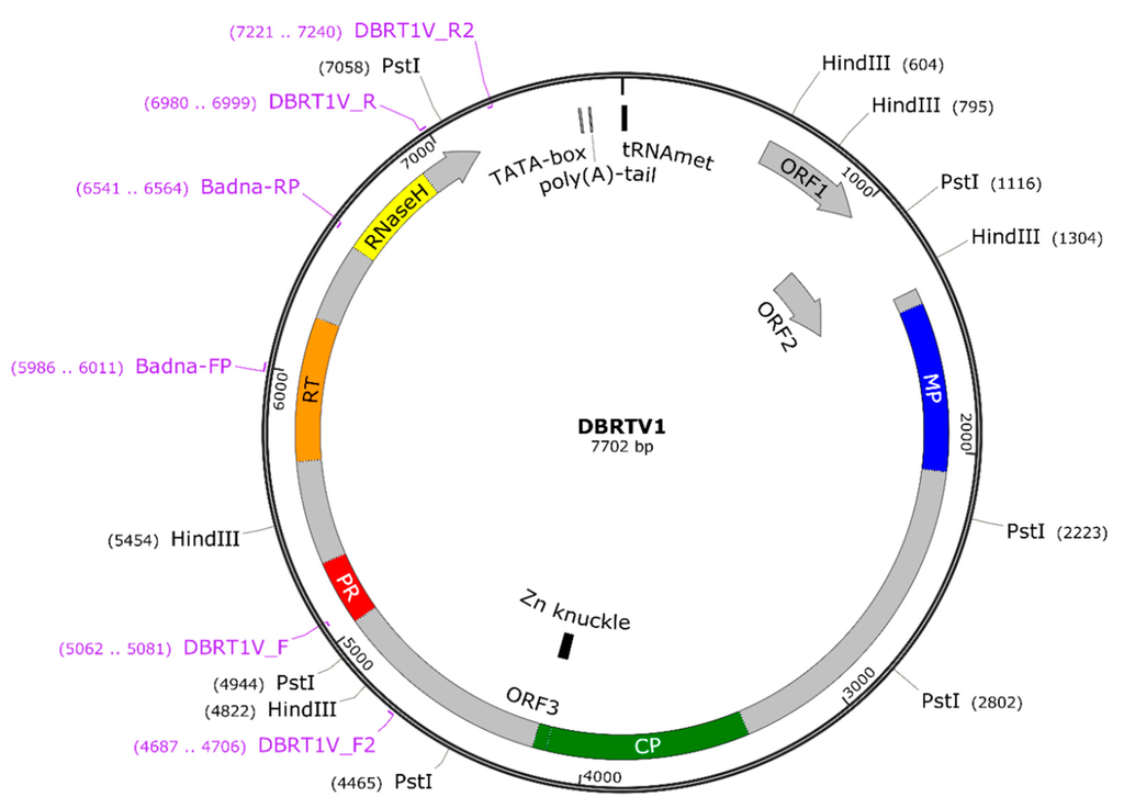 A Sequence-Independent Strategy for Amplification and Characterisation ...