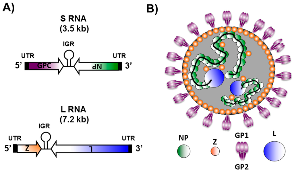Reporter-Expressing, Replicating-Competent Recombinant Arenaviruses