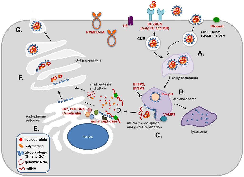 The Role of Phlebovirus Glycoproteins in Viral Entry, Assembly and Release