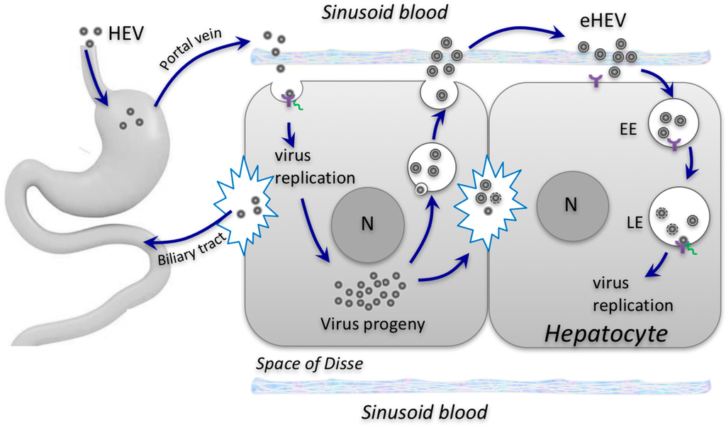 Role of Envelopment in the HEV Life Cycle