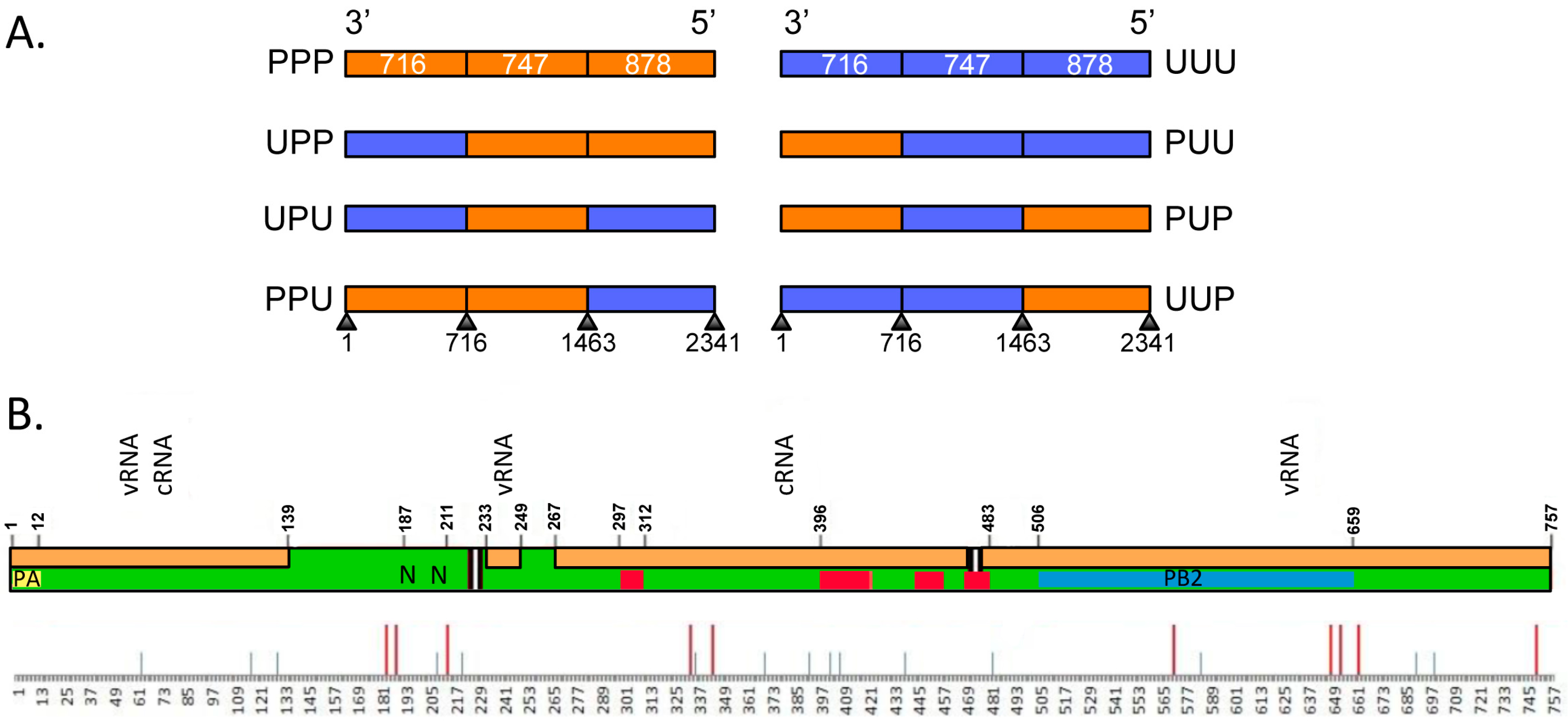 Influenza NA and PB1 Gene Segments Interact during the Formation of ...