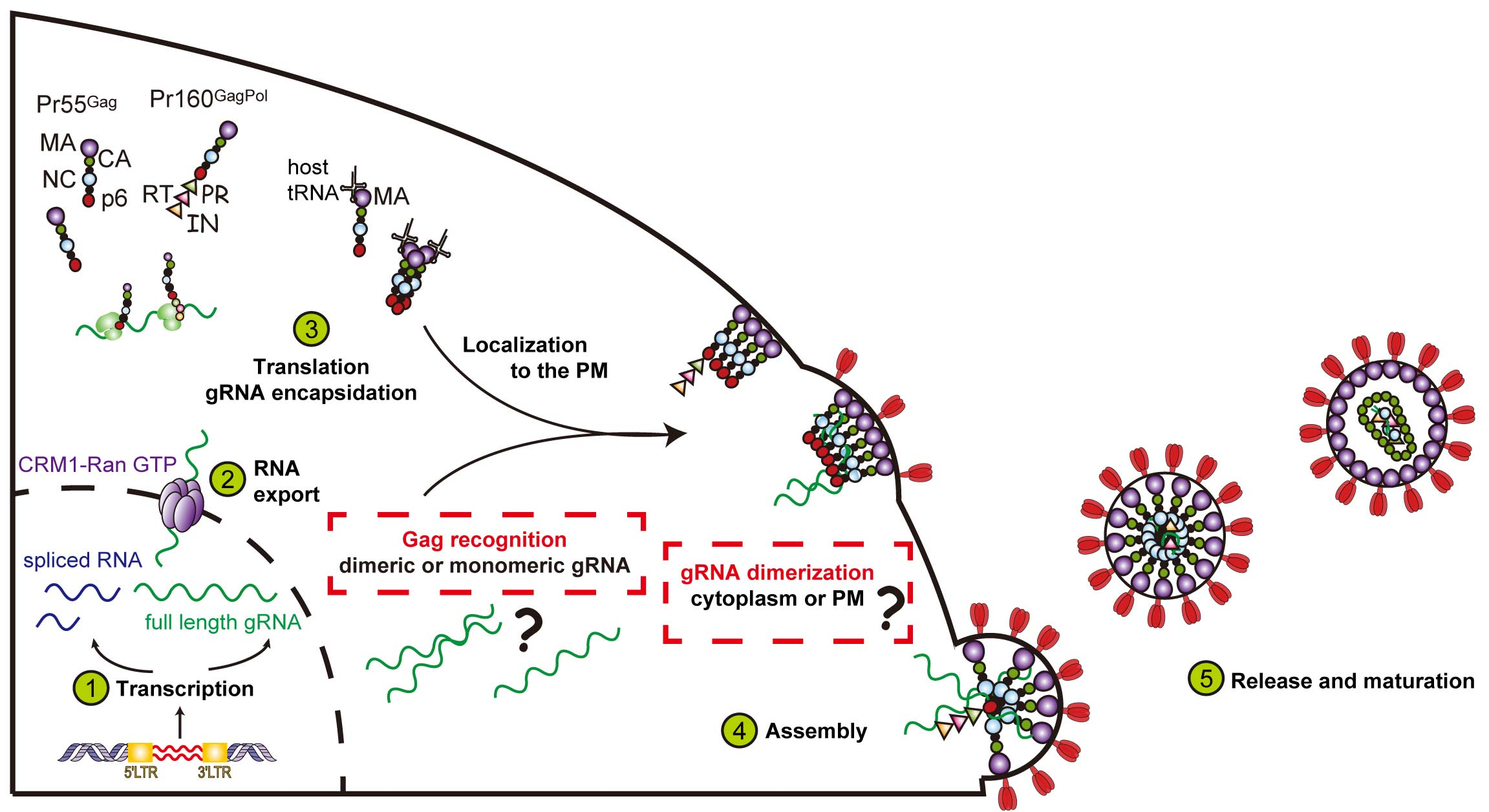 Viruses | Free Full-Text | The Life-Cycle of the HIV-1 Gag–RNA Complex