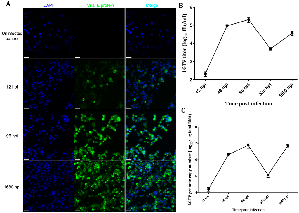 Analysis of the Langat Virus Genome in Persistent Infection of an ...