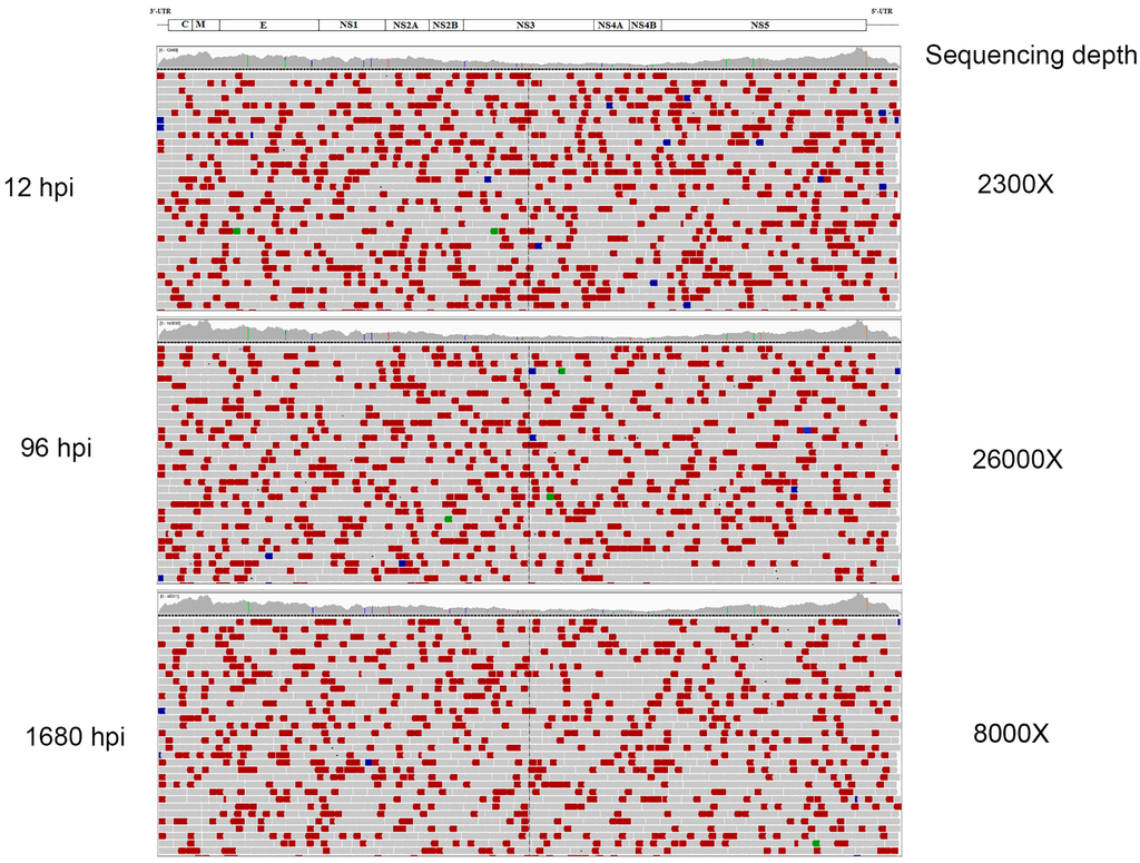 Viruses | Free Full-Text | Analysis of the Langat Virus Genome in ...