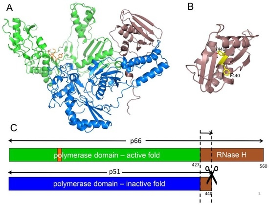 Structural Maturation of HIV-1 Reverse Transcriptase—A Metamorphic ...
