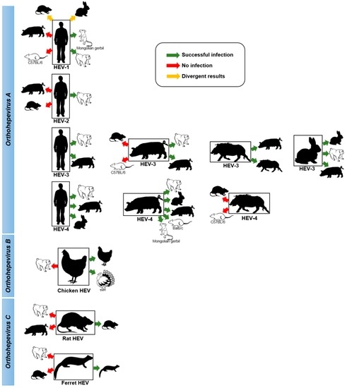 Zoonotic Hepatitis E Virus: Classiﬁcation, Animal Reservoirs and ...