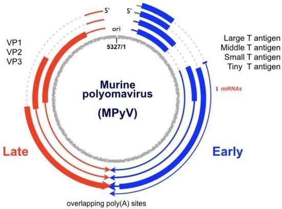 Gene Regulation and Quality Control in Murine Polyomavirus Infection