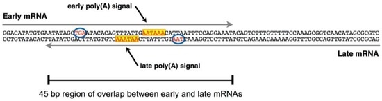 Gene Regulation and Quality Control in Murine Polyomavirus Infection