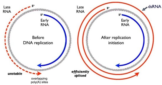 Gene Regulation and Quality Control in Murine Polyomavirus Infection