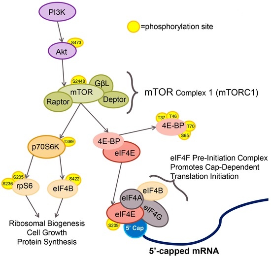 Viruses | Free Full-Text | 4EBP-Dependent Signaling Supports West Nile ...