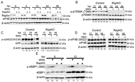 Viruses | Free Full-Text | 4EBP-Dependent Signaling Supports West Nile ...