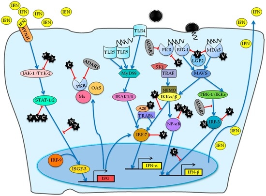 Host–Pathogen Interactions in Measles Virus Replication and Anti-Viral ...
