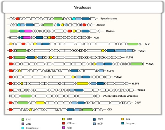The Expanding Family of Virophages