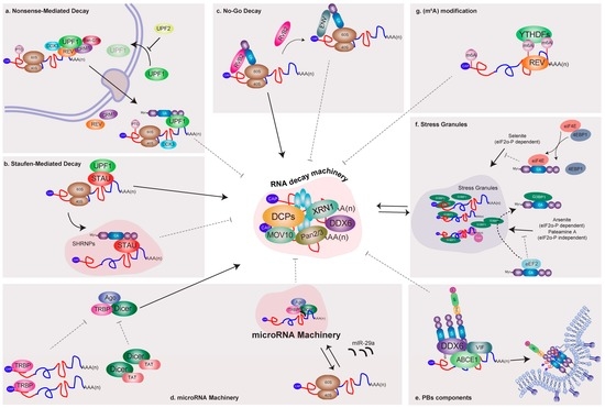Viruses | Special Issue : Viral Interactions with Host RNA Decay Pathways