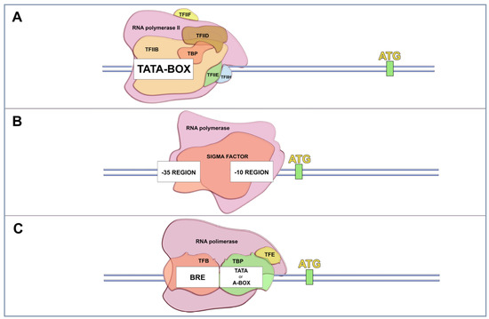 Tata Box Dna Replication