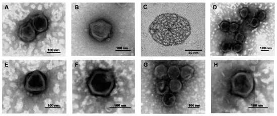 Marine Prasinoviruses and Their Tiny Plankton Hosts: A Review
