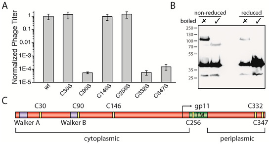The Transmembrane Morphogenesis Protein gp1 of Filamentous Phages ...