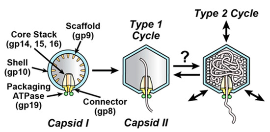ATP-Driven Contraction of Phage T3 Capsids with DNA Incompletely ...
