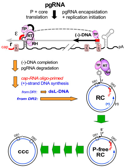 A Role for the Host DNA Damage Response in Hepatitis B Virus cccDNA ...