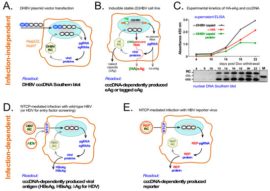 A Role for the Host DNA Damage Response in Hepatitis B Virus cccDNA ...