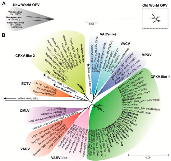 Classification of Cowpox Viruses into Several Distinct Clades and ...