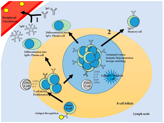 Mechanisms of Adaptive Immunity to Porcine Reproductive and Respiratory ...