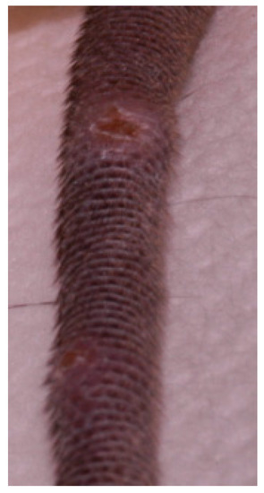 Evaluation of Taterapox Virus in Small Animals