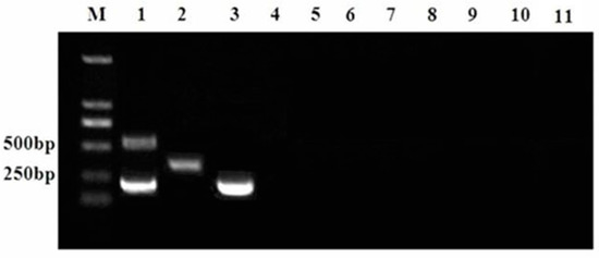 A Multiplex RT-PCR Assay to Detect and Discriminate Porcine ...