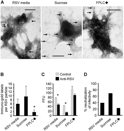 Viruses | Free Full-Text | The Susceptibilities of Respiratory ...