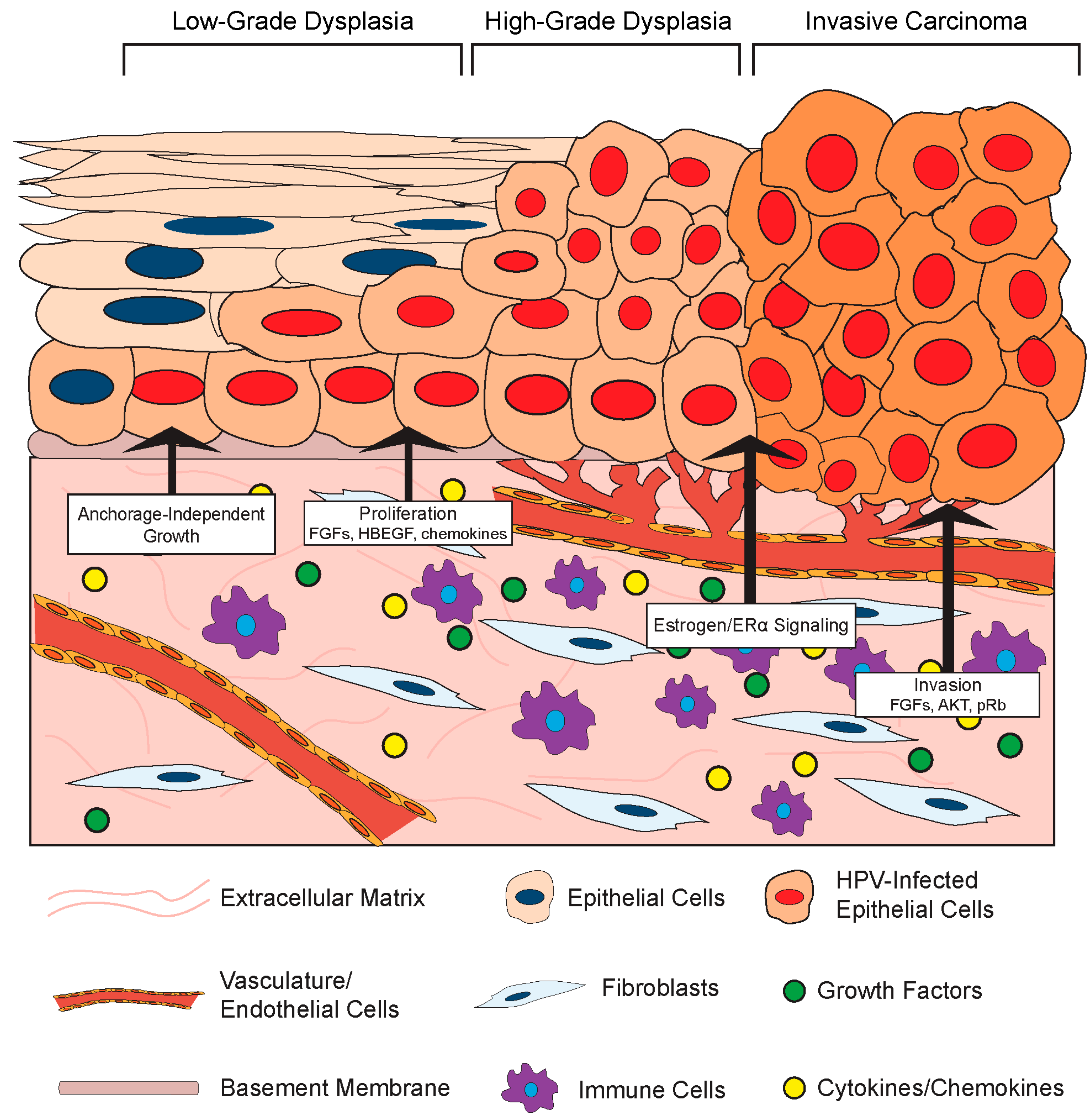 Hpv Virus Life Cycle