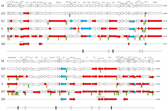 Deciphering Single Nucleotide Polymorphisms and Evolutionary Trends in ...