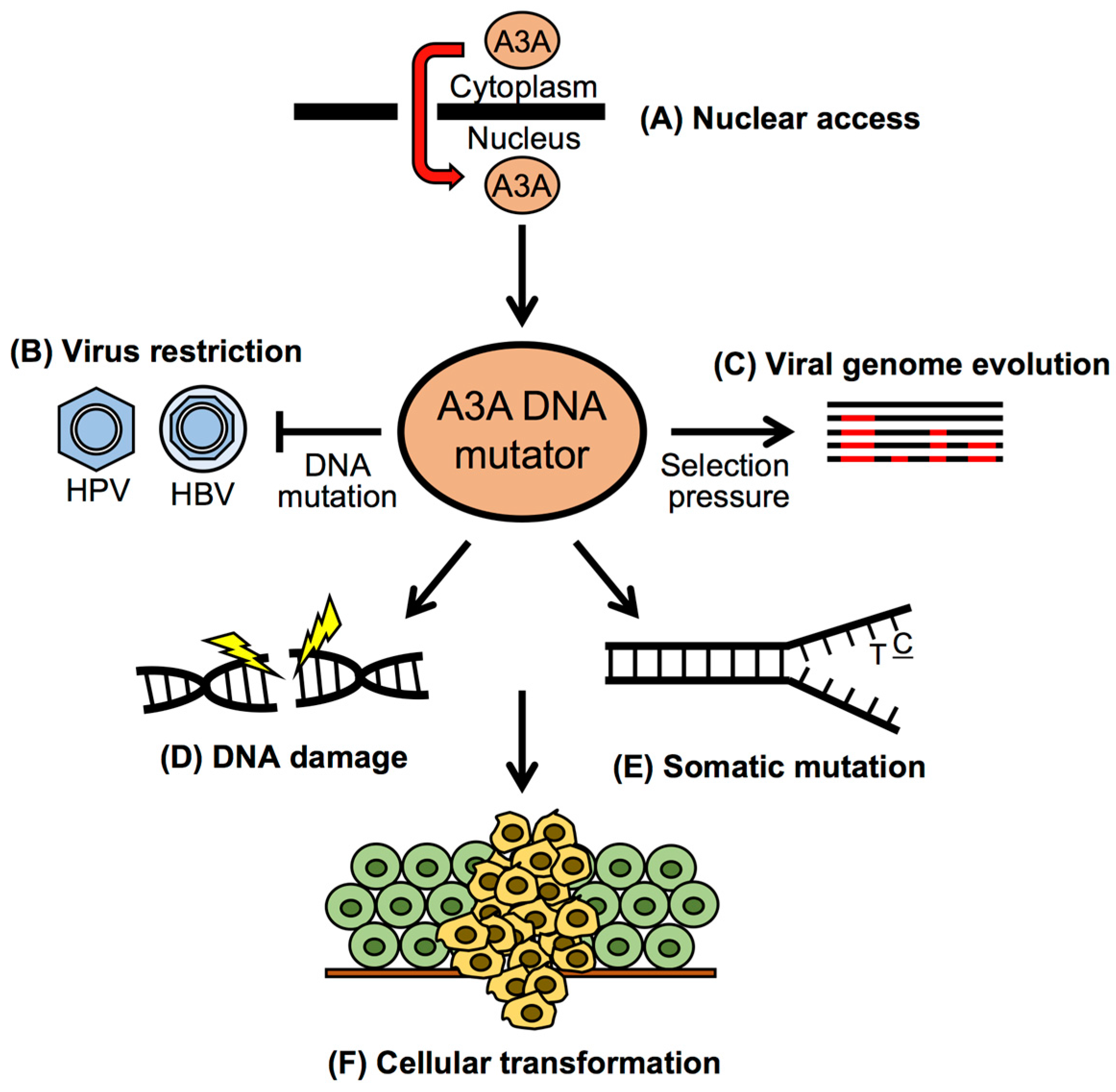 Viruses Free Full Text Roles Of Apobec3a And Apobec3b In Human