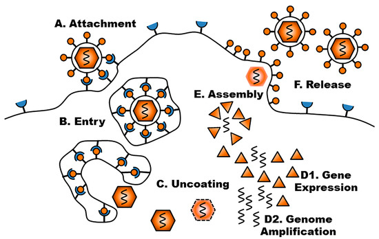 Viruses | Free Full-Text | Fighting Cancer with Mathematics and Viruses