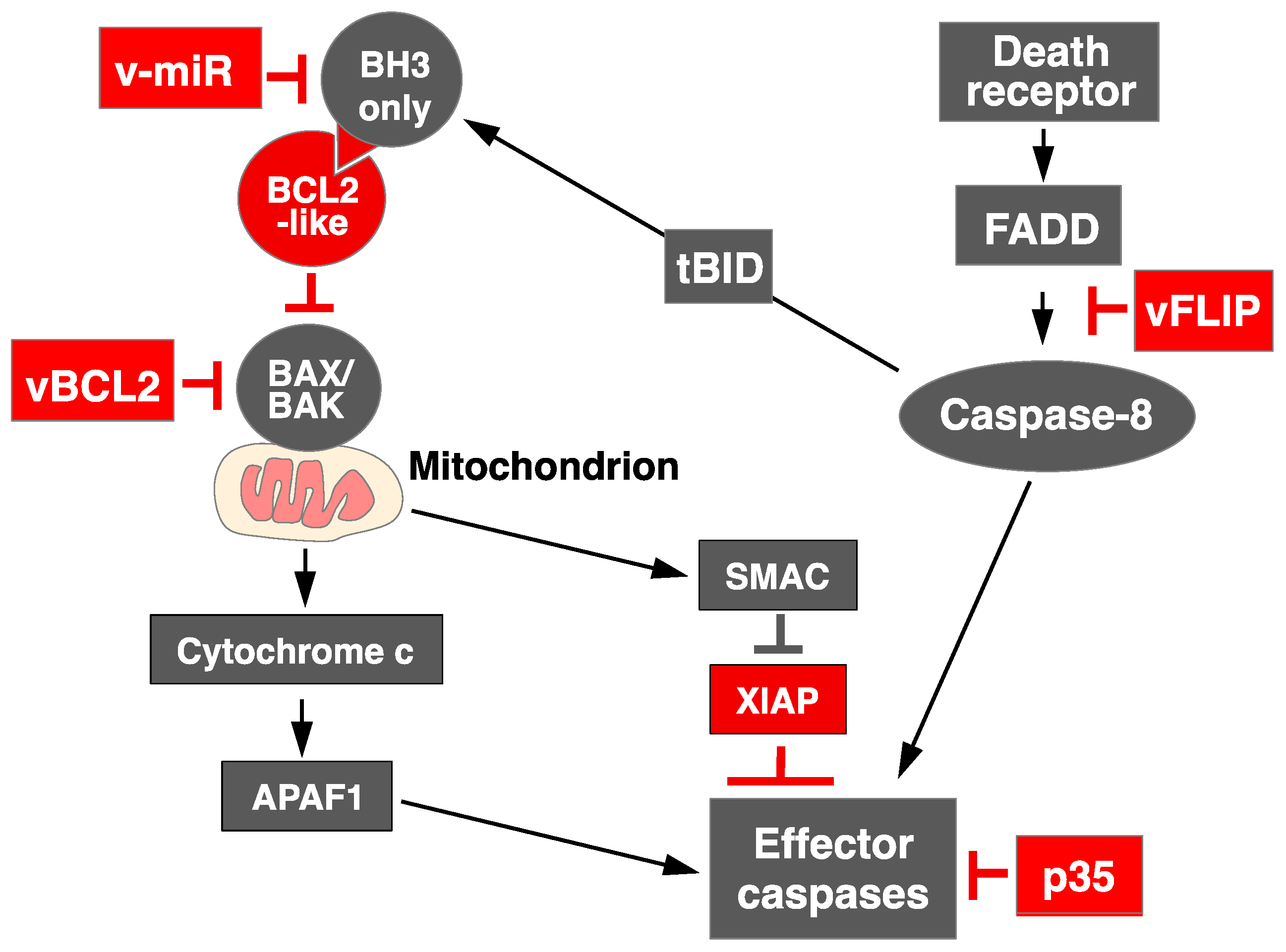 Regulation of Apoptosis during Flavivirus Infection