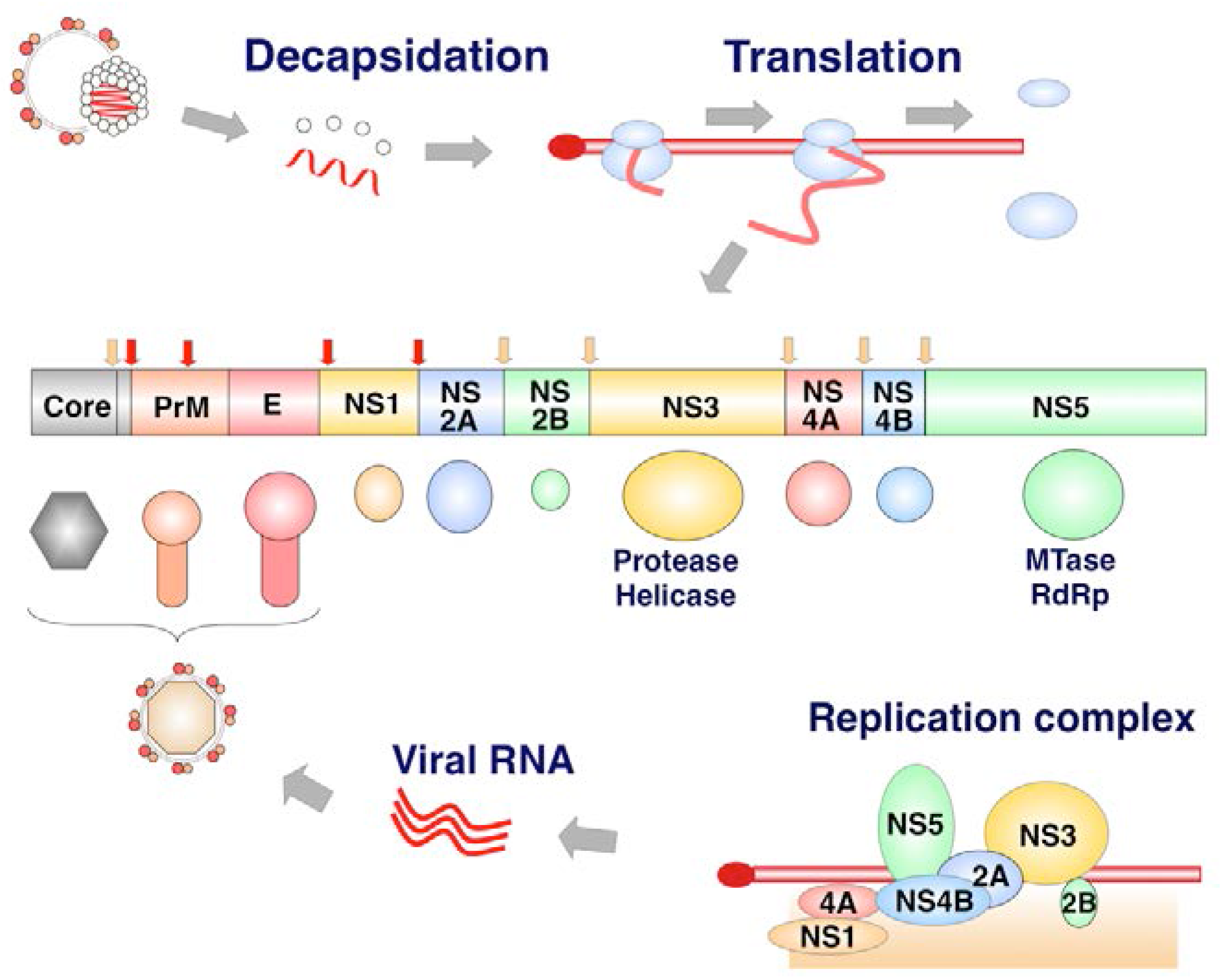 Regulation of Apoptosis during Flavivirus Infection