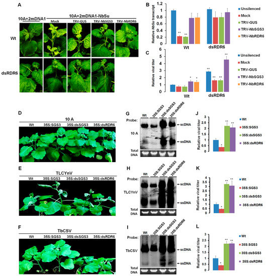 SGS3 Cooperates with RDR6 in Triggering Geminivirus-Induced Gene ...