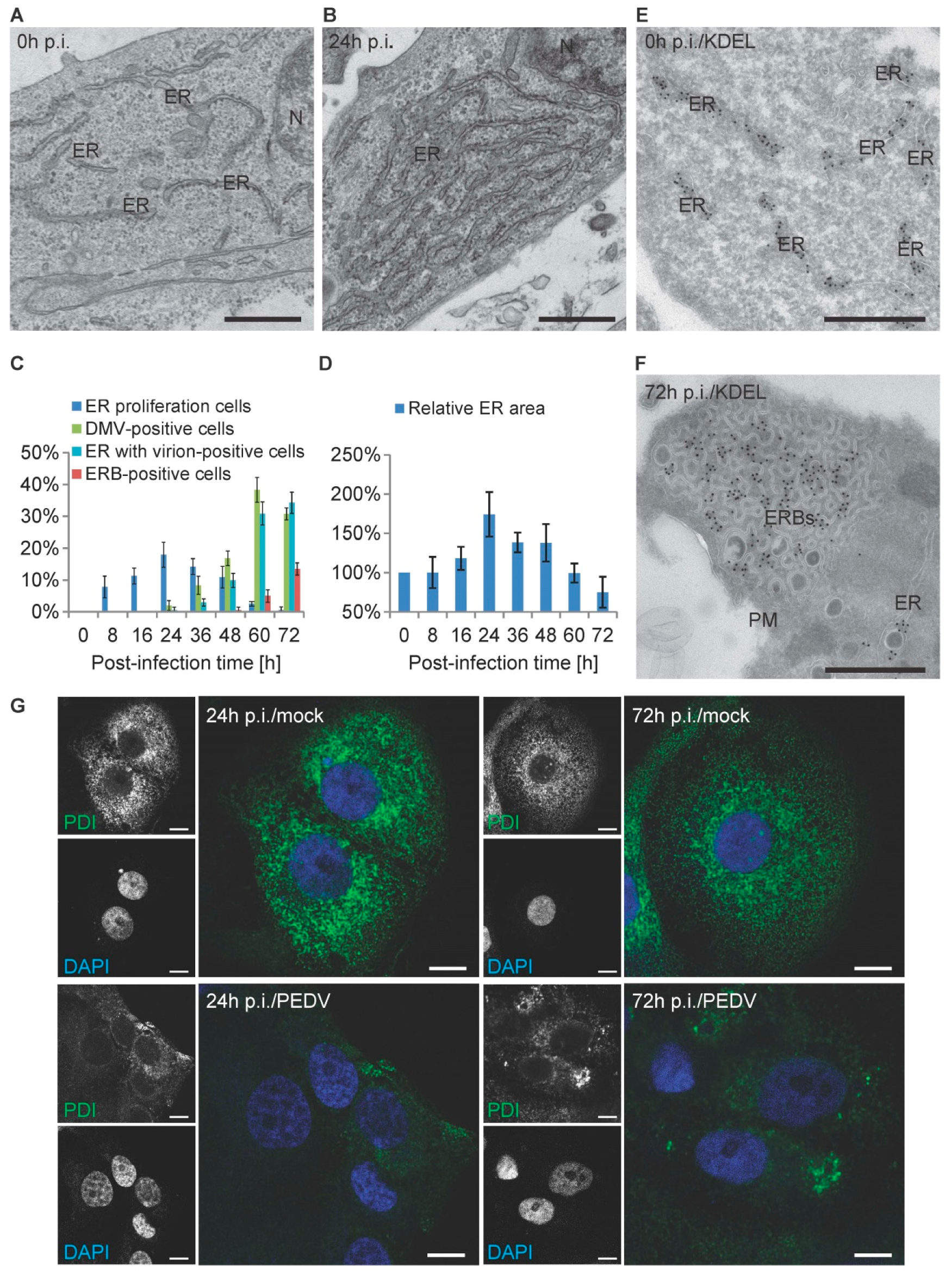 Viruses | Free Full-Text | Ultrastructural Characterization of Membrane ...