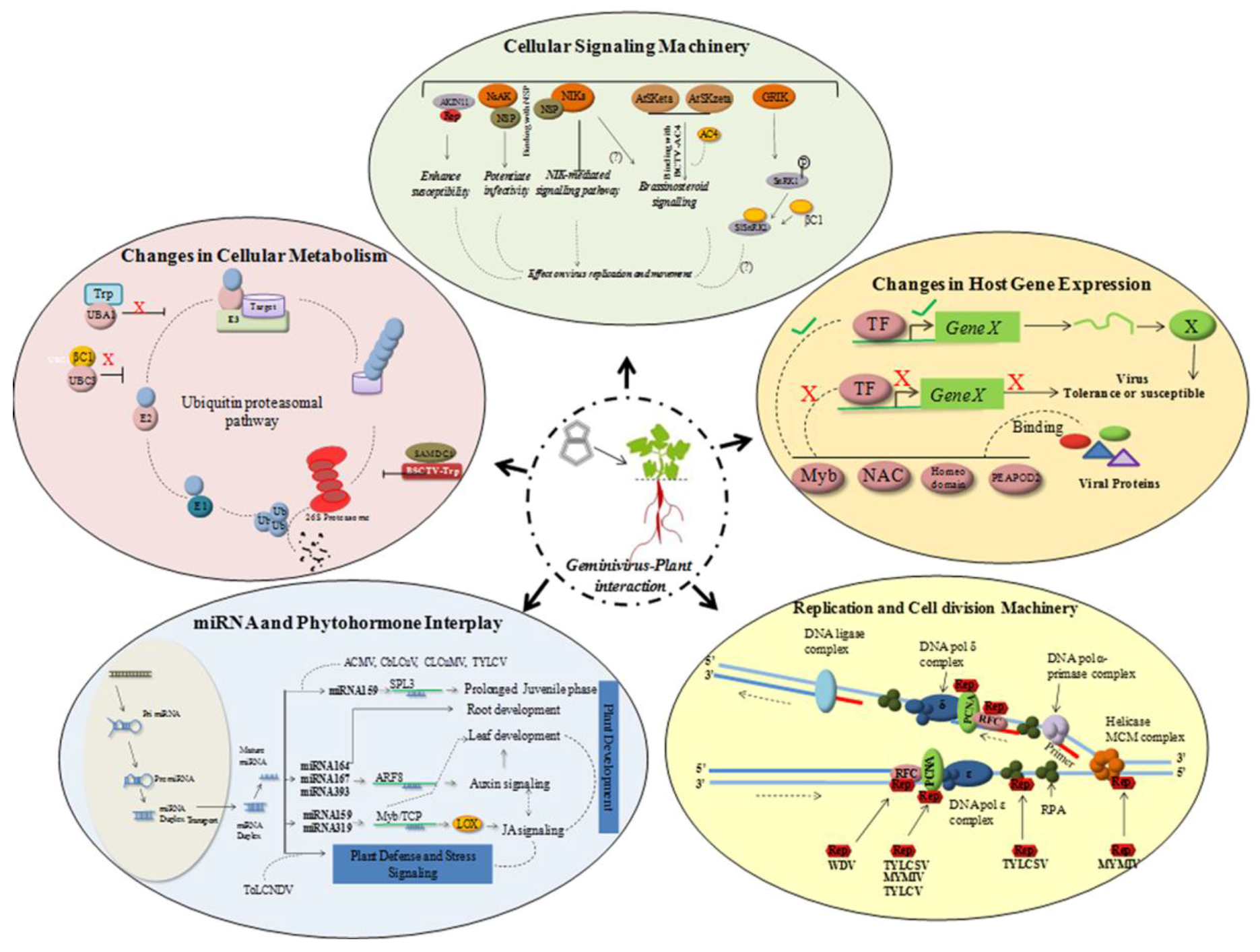 Geminiviruses and Plant Hosts: A Closer Examination of the Molecular ...