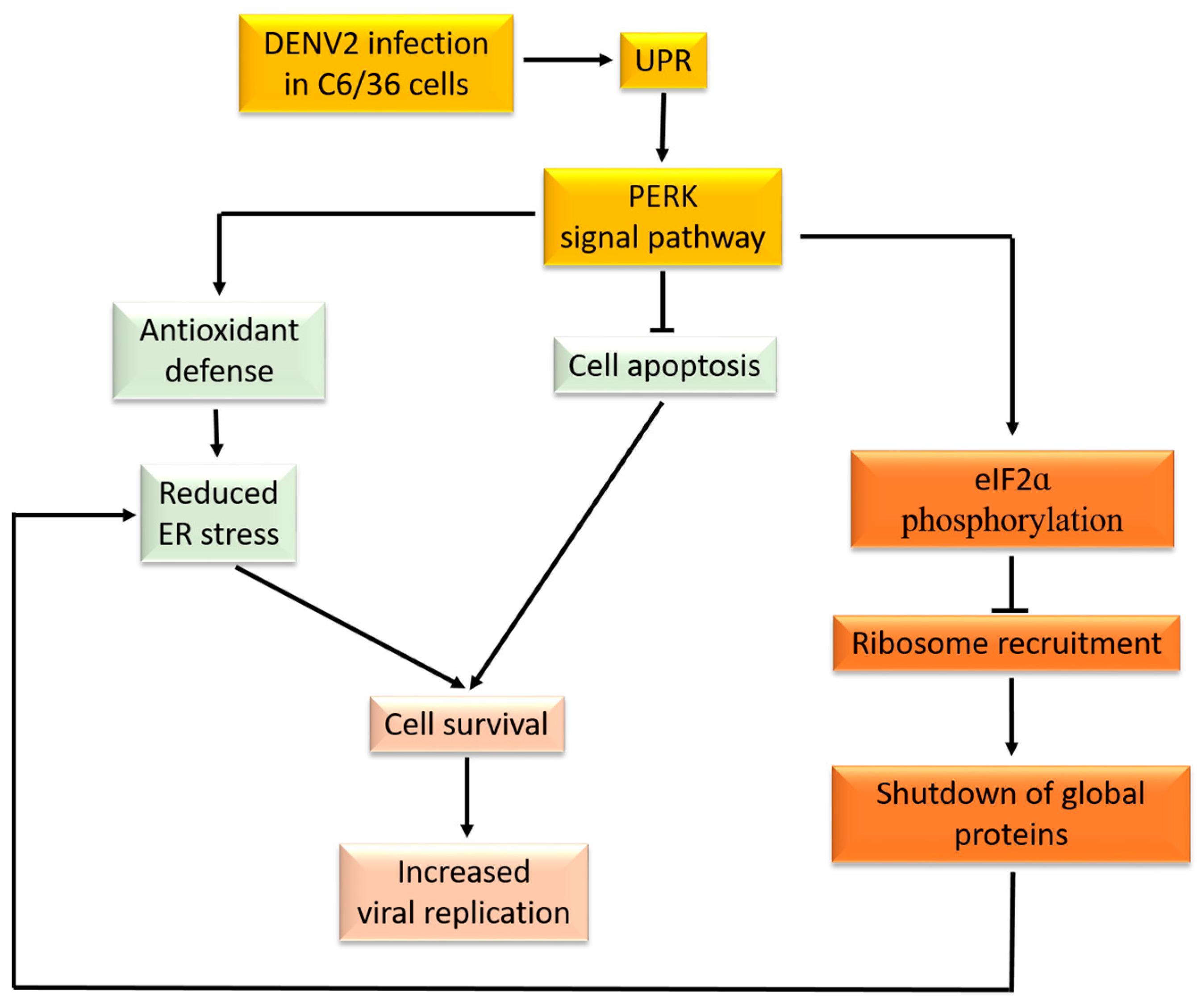 PERK Signal-Modulated Protein Translation Promotes the Survivability of ...