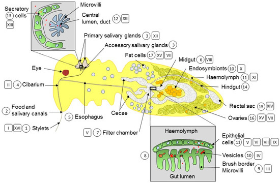 The Incredible Journey of Begomoviruses in Their Whitefly Vector