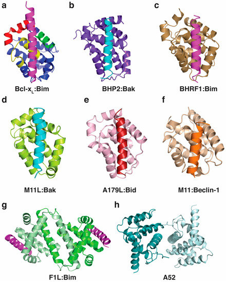 The Bcl-2 Family in Host-Virus Interactions