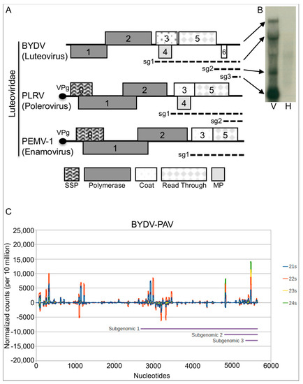 The Luteovirus P4 Movement Protein Is a Suppressor of Systemic RNA ...