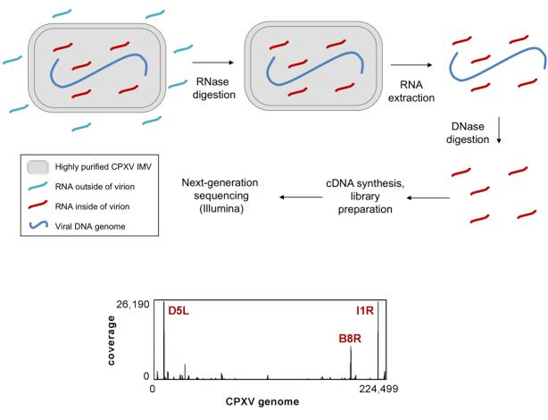 Viruses | Free Full-Text | A Next-Generation Sequencing Approach ...
