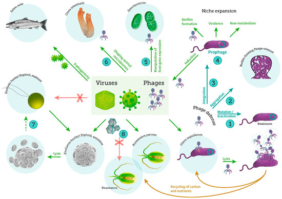 Marine Viruses: Key Players in Marine Ecosystems