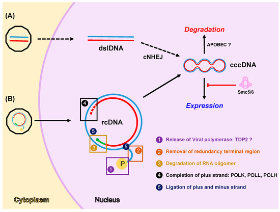 Hepatitis B Virus and DNA Damage Response: Interactions and ...