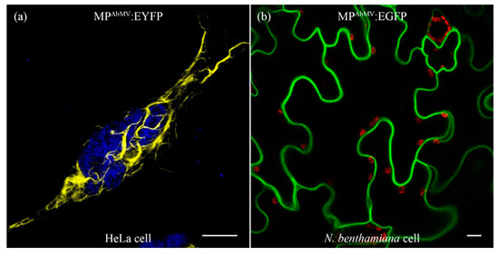 Viruses | Special Issue : Geminiviruses