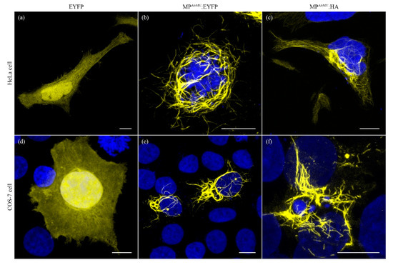 Viruses | Special Issue : Geminiviruses